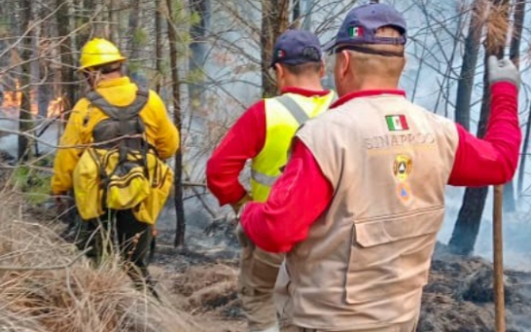 Medidas preventivas contra incendios forestales durante el periodo vacacional – 385 Grados